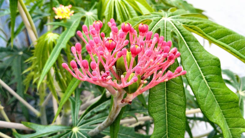 Betadine Tree Flowers Stock Photos - Free & Royalty-Free Stock Photos ...