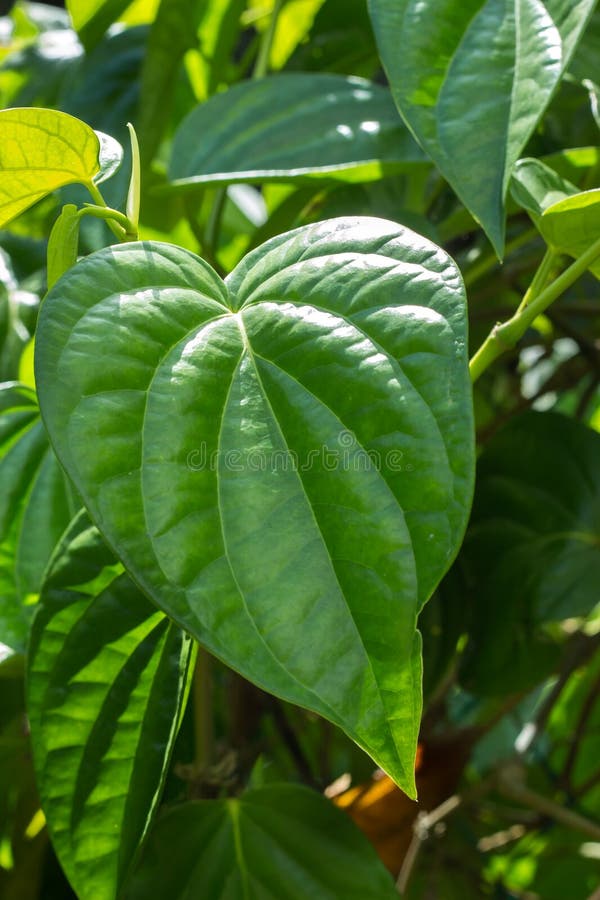 Betal leaf plant growing stock image. Image of food - 196166363