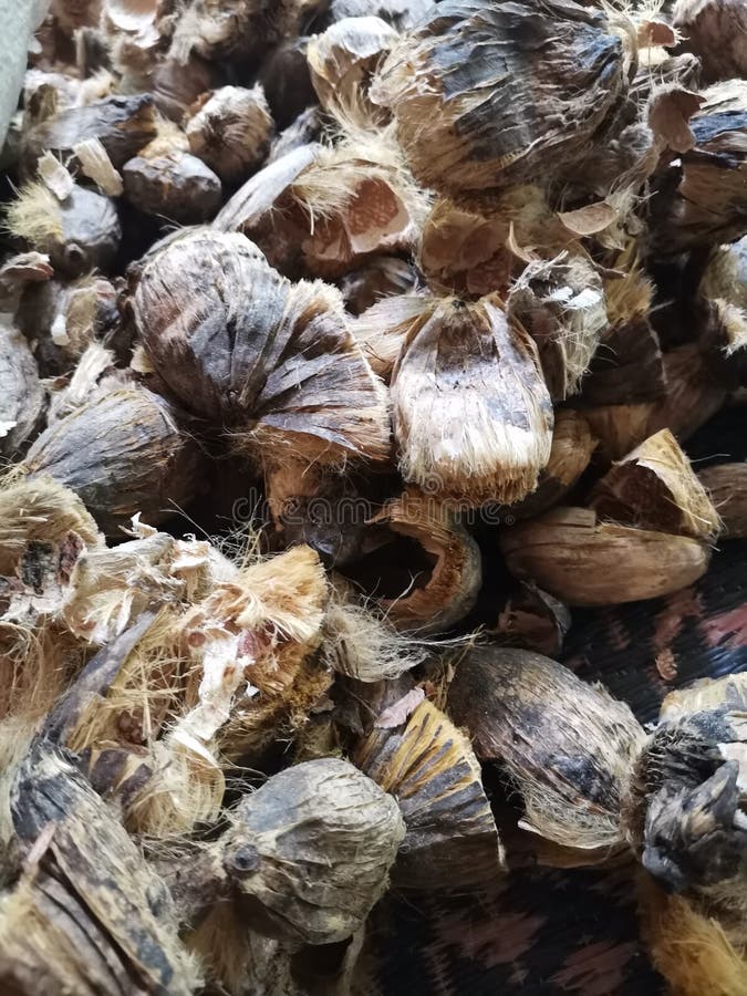 Betal Nut Husk Redy To Sell Stock Image - Image of sell, redy: 249588183