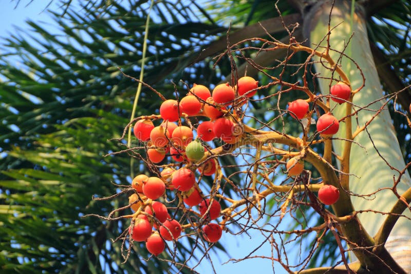 Betal nuts stock image. Image of fruit, asian, fresh - 36899317
