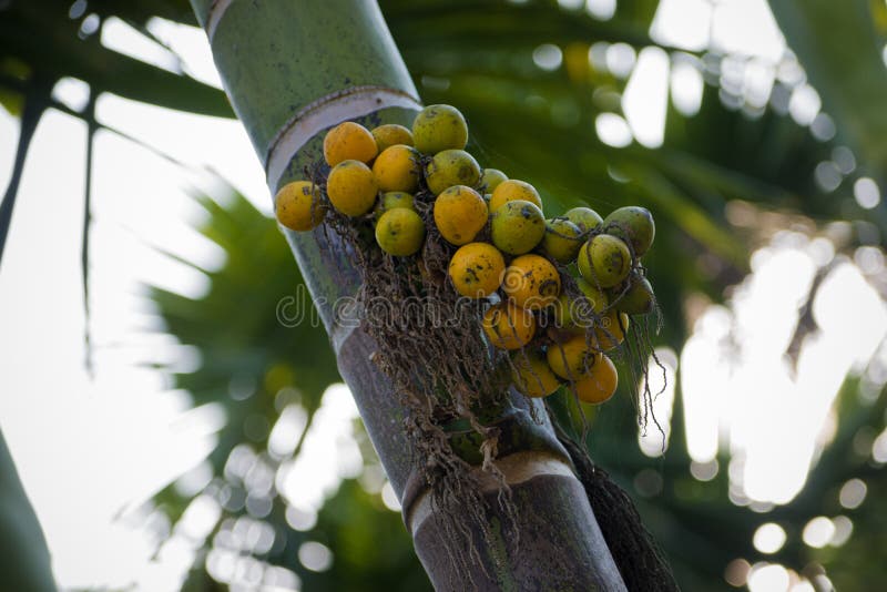 Betal Palm or Betal Nut Bunch on the Tree, Karnataka, India. Stock ...