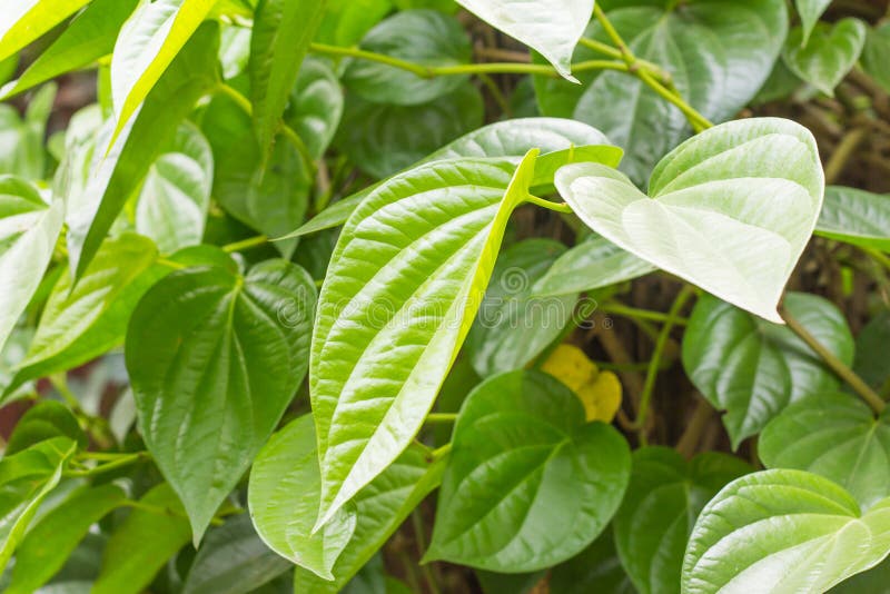Betel stock image. Image of medicinal, leaf, background - 28552095