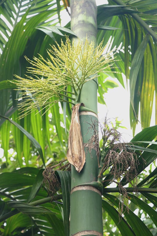 Betel Flower or Areca Nut Flower Looks Very Nice Stock Photo - Image of ...