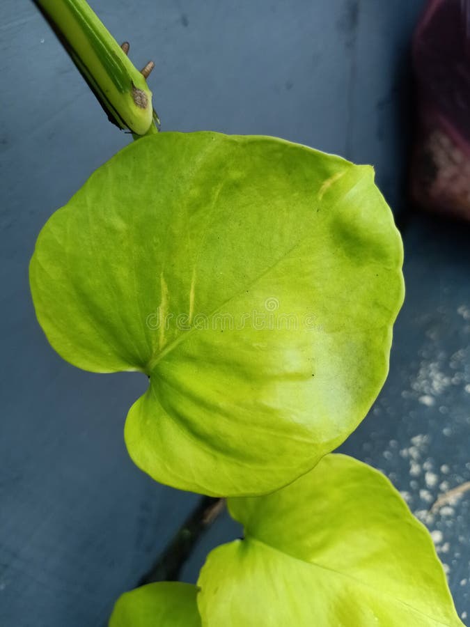 Betel Ivory or Dutch betel stock image. Image of popular - 259816577 Betel Ivory or Dutch betel stock image. Image of popular - 259816577