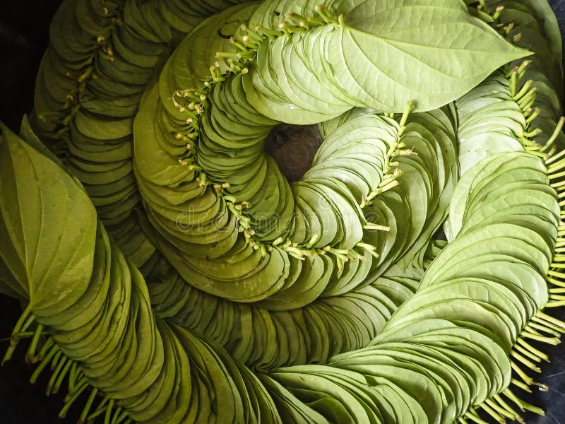 Betel leaf stock photo. Image of basket, nature, foods - 61939714
