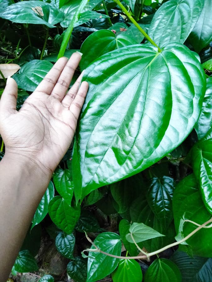 119 Kola Nut Stock Photos - Free & Royalty-Free Stock Photos from ...