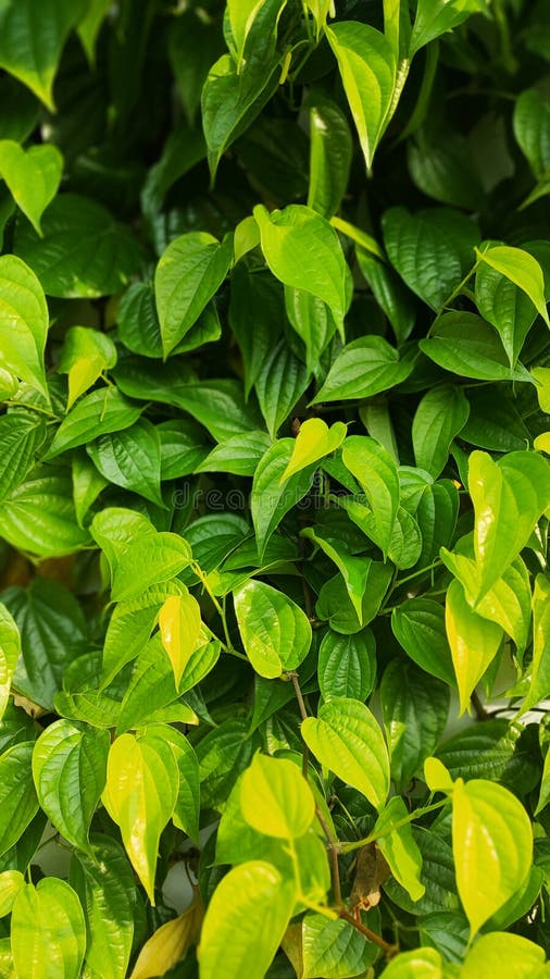 Betel leaf creeping stock photo. Image of creeping, garden - 261136556
