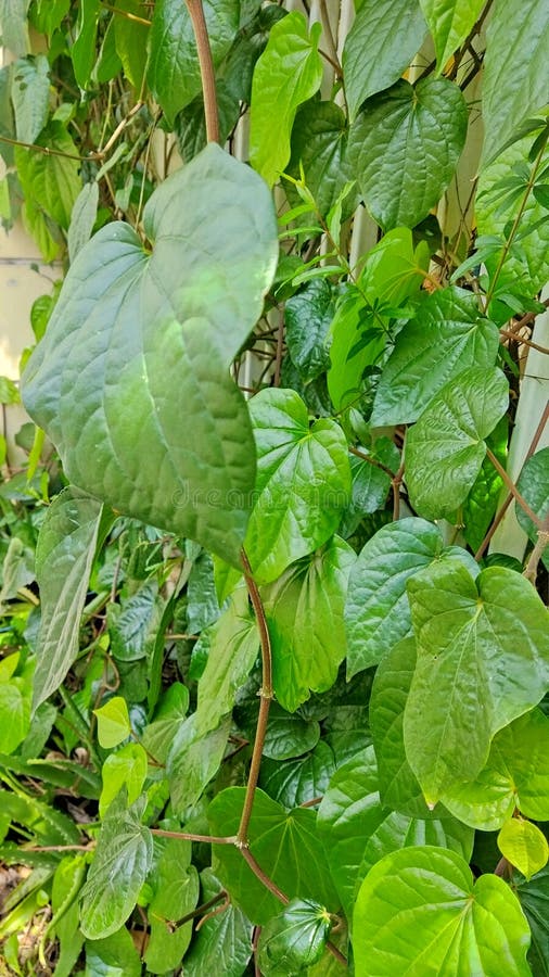 Betel Leaf is a Good Source of Antioxidants and Can Be an Alternative ...