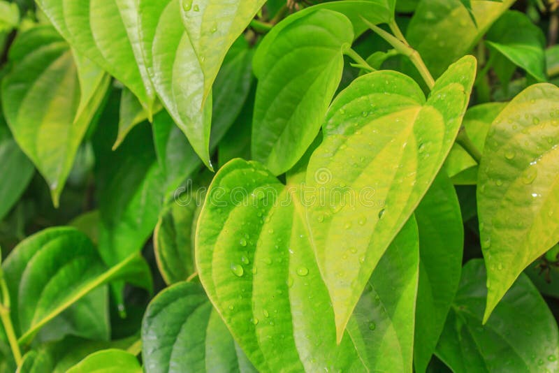 Betel stock photo. Image of background, food, leaf, crop - 34299812