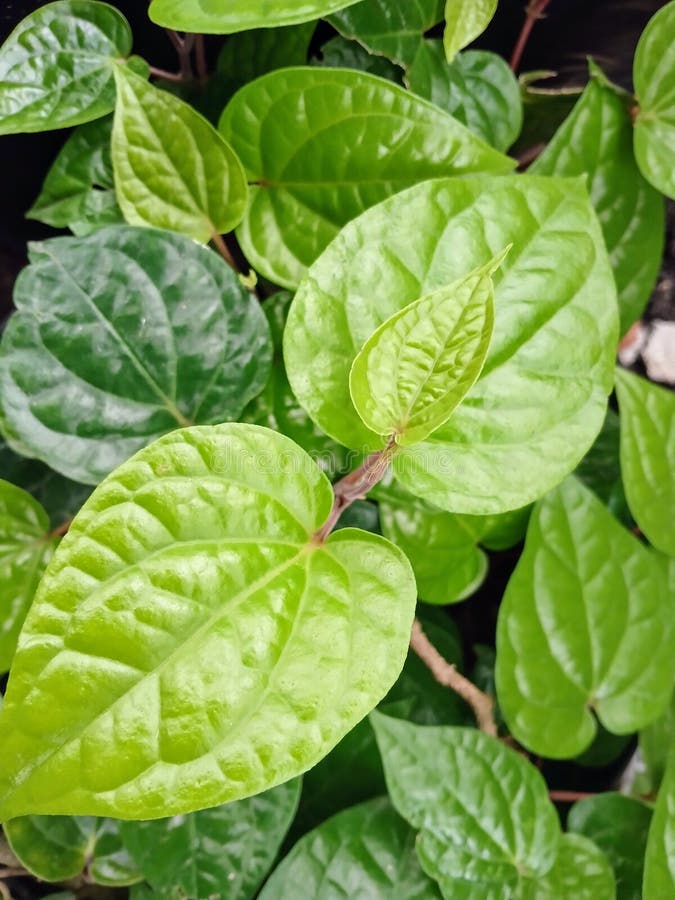 Betel Leaf stock photo. Image of betel, medicine, herbal - 386835440