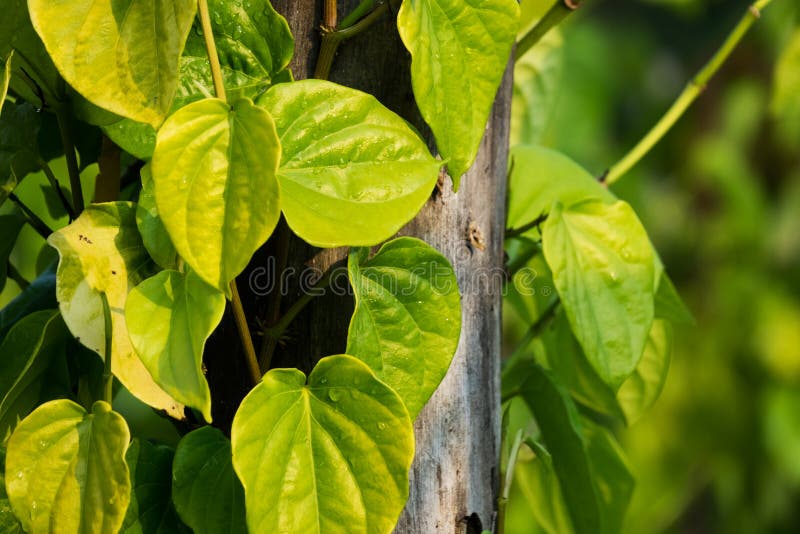 Betel Leaf stock image. Image of ingredient, piper, branch - 86156827