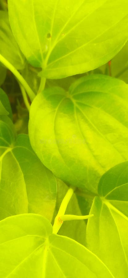 Betel Leaf Plant a Million Benefits Stock Photo - Image of sunlight ... Betel Leaf Plant a Million Benefits Stock Photo - Image of sunlight ...