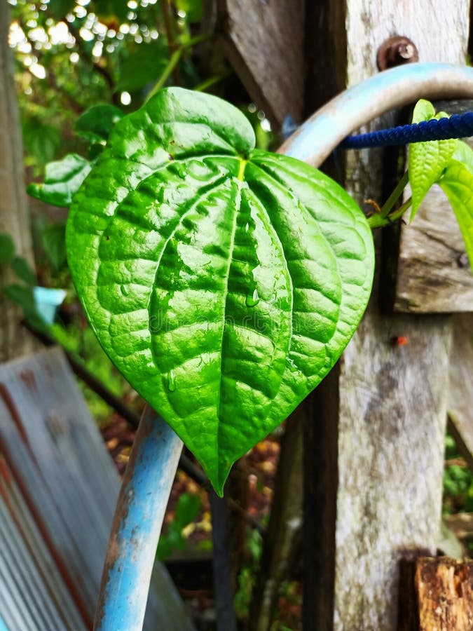 Betel Leaf is a Plant Native To Indonesia Stock Photo - Image of native ...