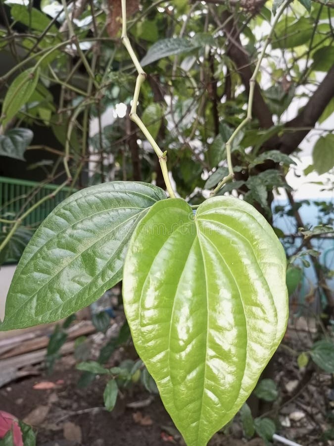 Betel leaf plant outdoors stock image. Image of plant - 275514765
