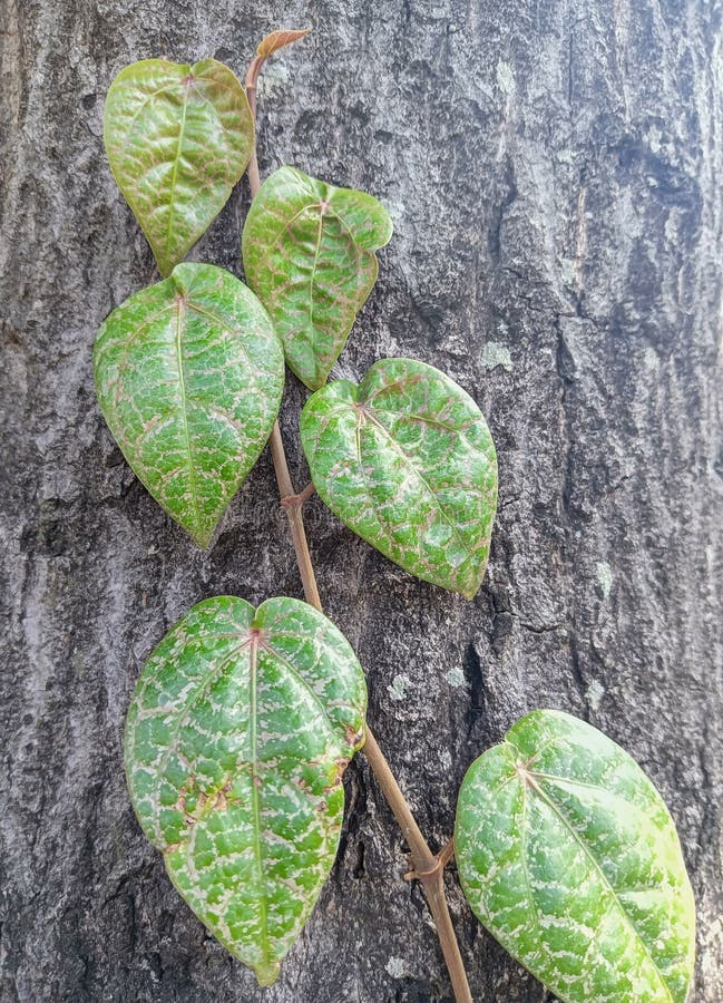 Betel Leaf that Propagates on a Tree Trunk Stock Image - Image of trunk ...