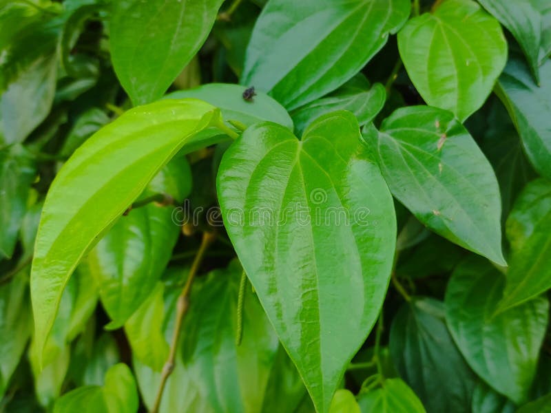 Betel Leaf or Scientific Name Piper Betle Linn, is a Medicinal Plant ... Betel Leaf or Scientific Name Piper Betle Linn, is a Medicinal Plant ...