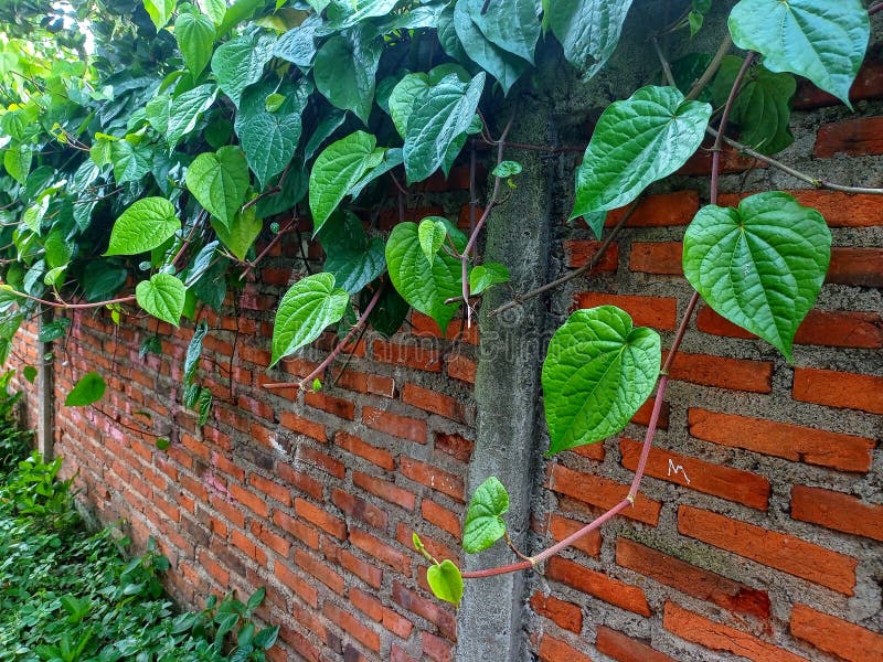 Betel Leaf that Spreads on the Walls of the House Stock Photo - Image ...