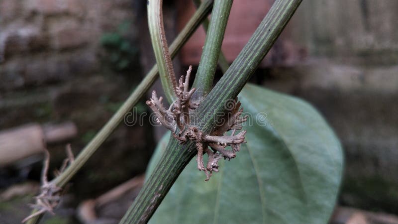 Betel Leaf Twig Roots Behind the House Stock Photo - Image of animal ...