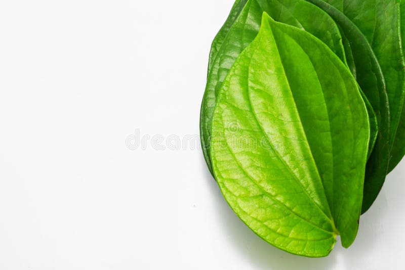 Stack of Betel Leaves (Piper Betle) in Old Town Bangalore. Stock Image ...