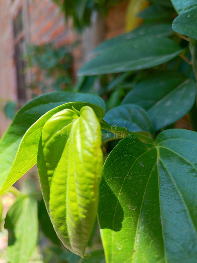 Betel Leaves Have Many Benefits Stock Photo - Image of herbal, benefits ... Betel Leaves Have Many Benefits Stock Photo - Image of herbal, benefits ...