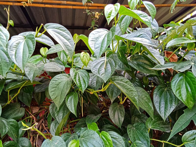 Betel Leaves Have Many Benefits To Healthy Stock Photo - Image of fruit ... Betel Leaves Have Many Benefits To Healthy Stock Photo - Image of fruit ...
