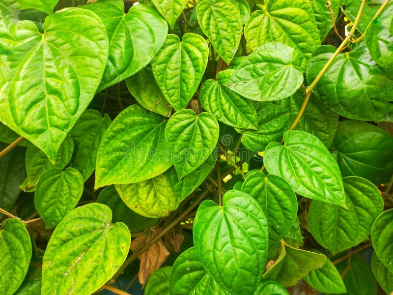 Betel Leaves Have Many Benefits and Uses for Treatment Stock Image ... Betel Leaves Have Many Benefits and Uses for Treatment Stock Image ...
