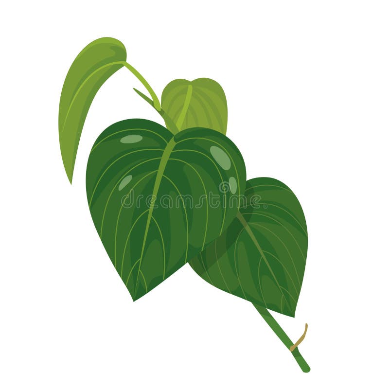 Betel leaves vector stock illustration. Illustration of organic - 373794364