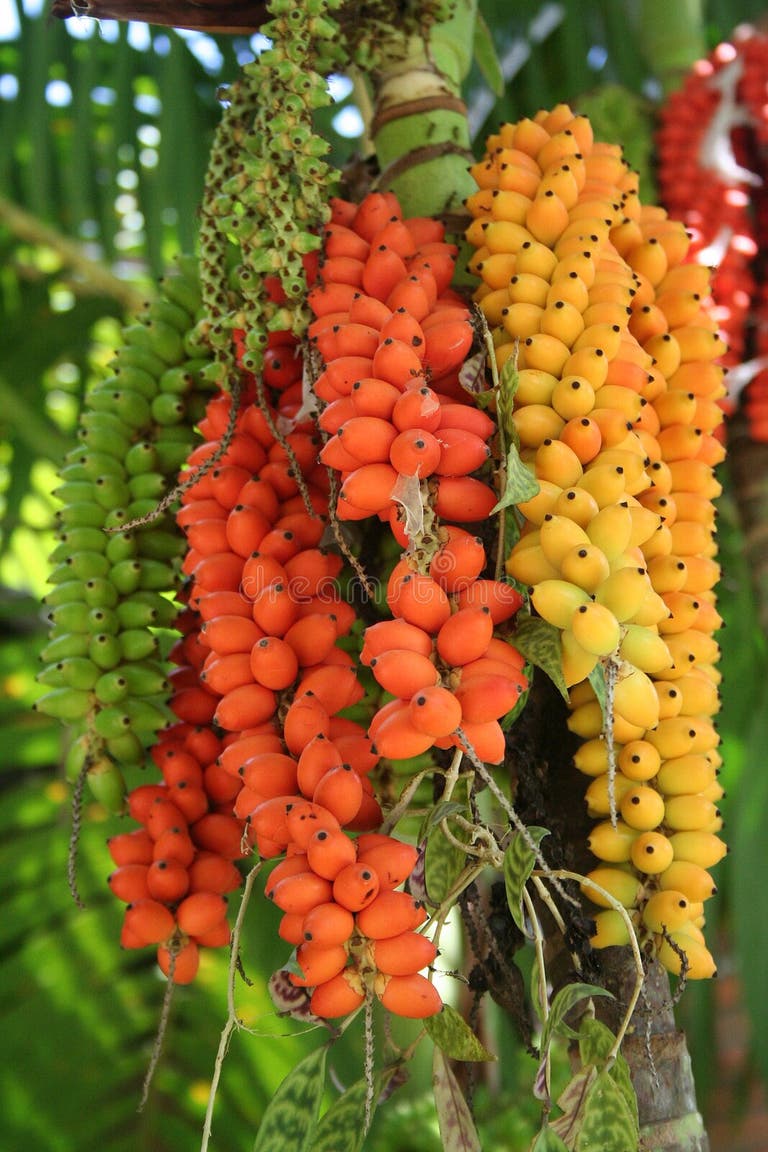 2,536 Betel Nut Tree Stock Photos - Free & Royalty-Free Stock Photos ...