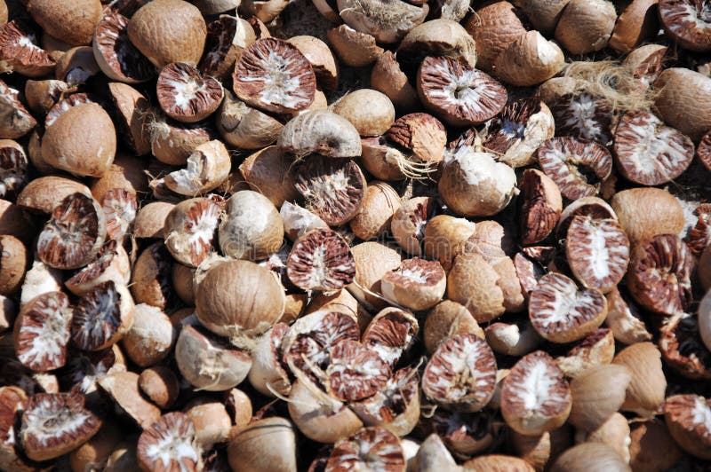 Betel Nut stock photo. Image of chewing, crops, abuse - 21552546