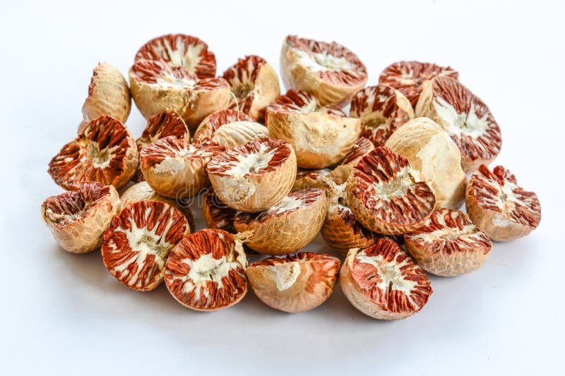 Betel nut stock image. Image of asia, food, green, natural - 52031277