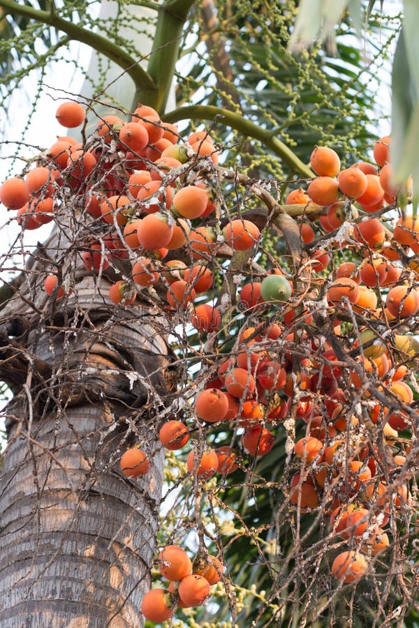 Betel Nut Palm or Betel Nuts on Tree,Areca Catechu Stock Image - Image ...