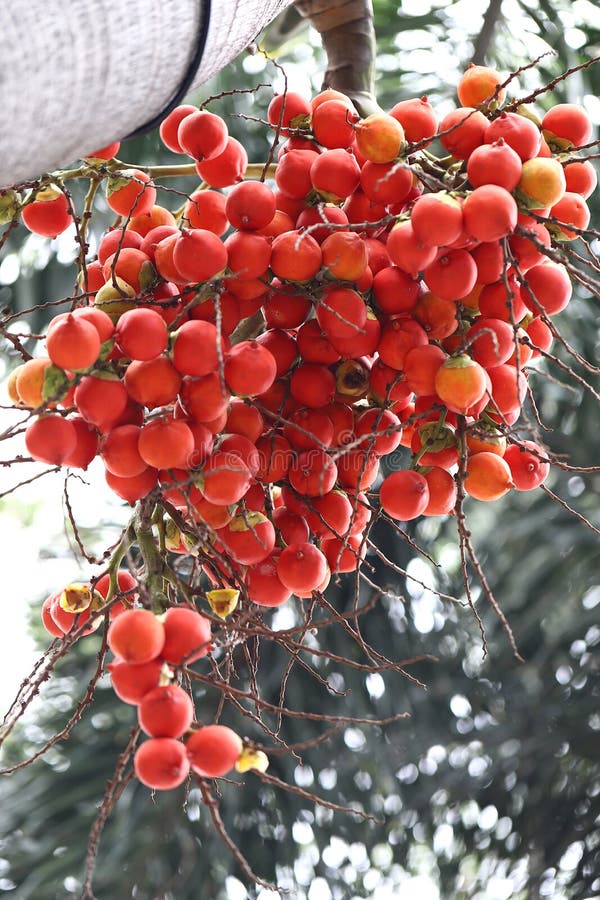 Betel Nut Palm Fruit Aka Pinang Stock Photo - Image of botany, natural ...