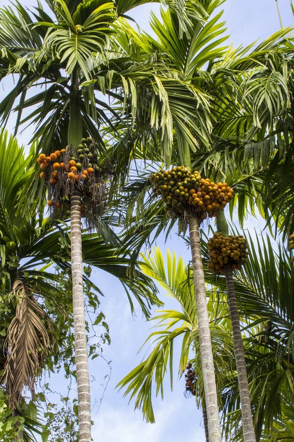 Betel nut tree stock image. Image of tropics, environment - 28115065