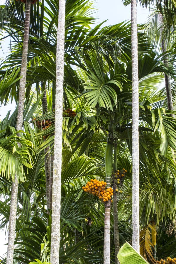 Betel nut tree stock image. Image of tropics, environment - 28115065