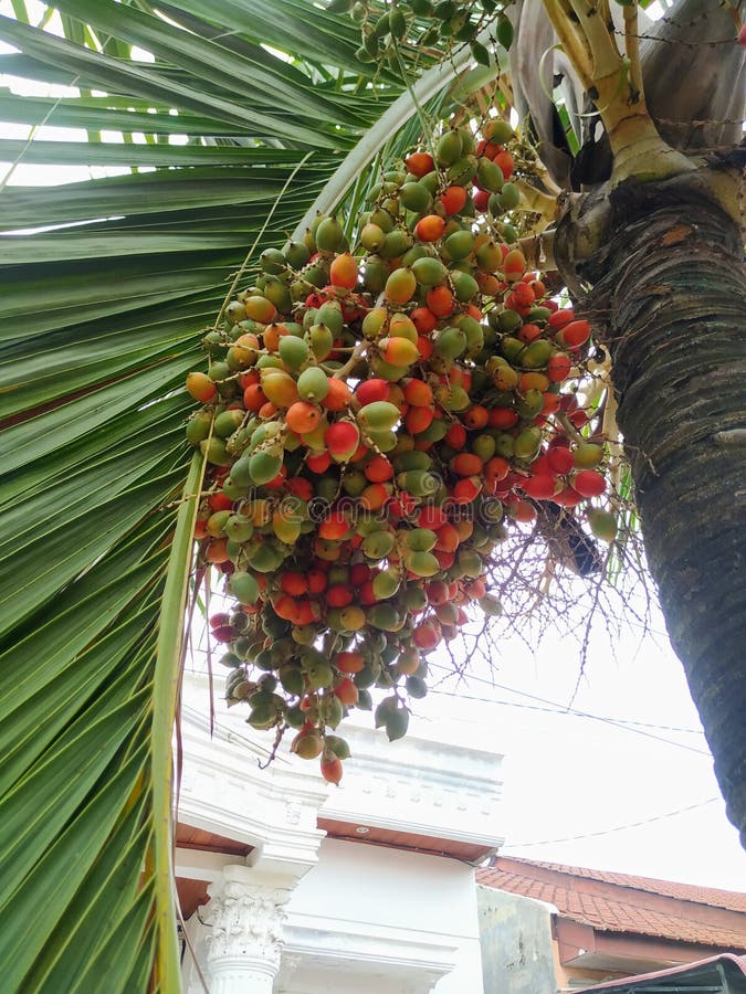 The Betel Nut on the Tree that is Bearing Fruit is Red and Green Stock ...