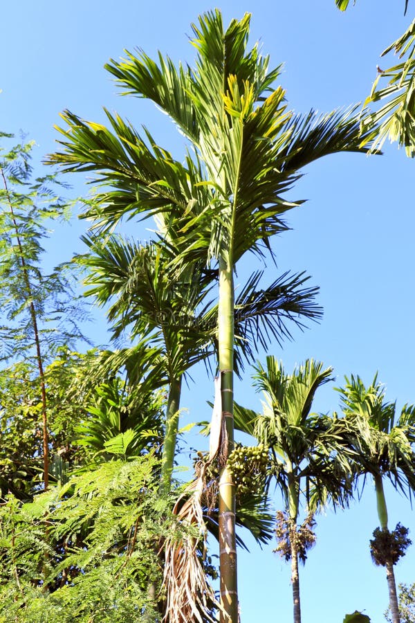 Betel Nut & Tree stock image. Image of bunch, areca - 126981921