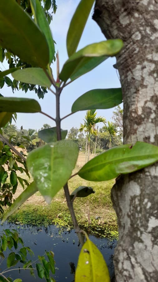 A Betel Nut Tree is Visible through a Gap in a Tree Branch, Which Looks ...