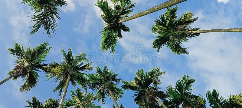 Betel Nut Trees of Assam Village Stock Image - Image of nature, shrub ...