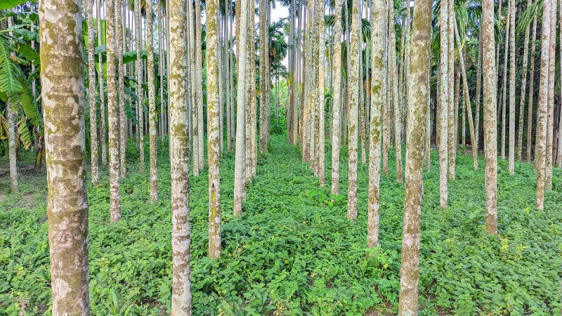425 Betel Nut Trees Bhutan Stock Photos - Free & Royalty-Free Stock ...