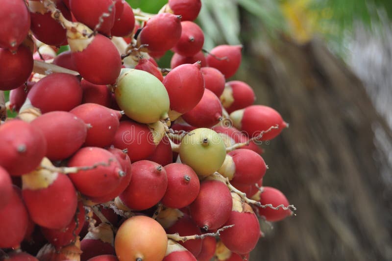 Red Areca Nut Palm on Tree stock photo. Image of food - 252170642