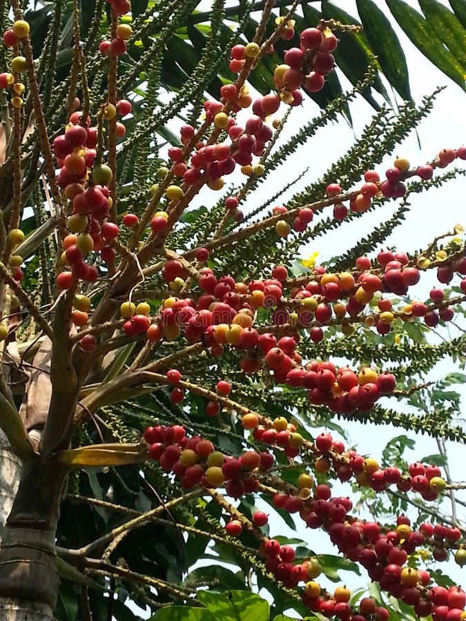 Betel parm tree stock image. Image of fresh, fruit, nature - 40083833
