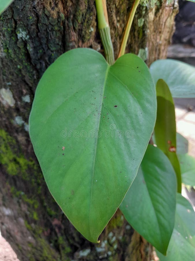 Betel Plant is a Type of Plant that Has Many Benefits Stock Photo ... Betel Plant is a Type of Plant that Has Many Benefits Stock Photo ...