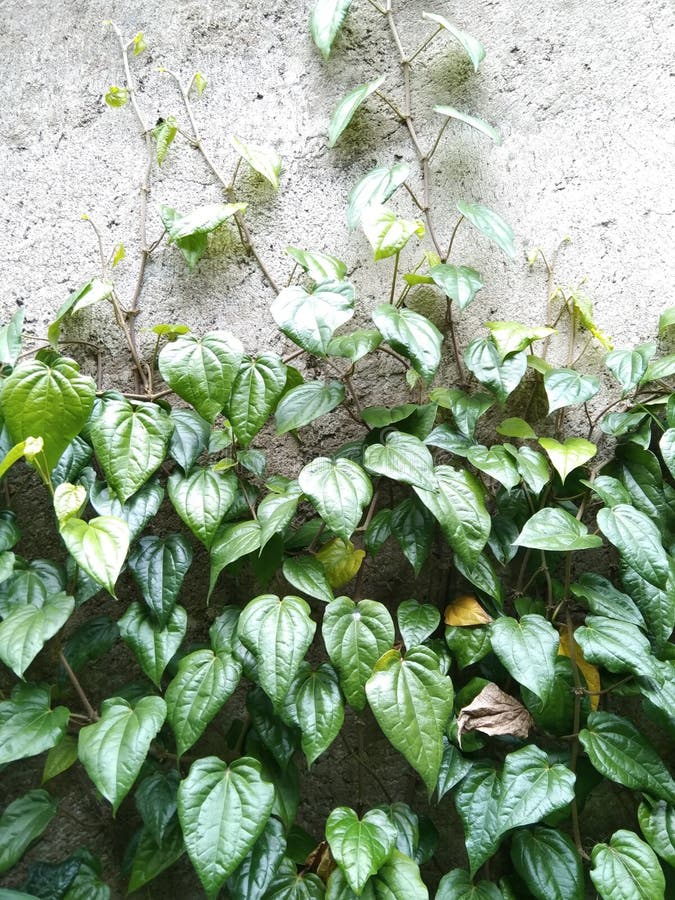 Betel Plant is a Vine with Many Benefits Stock Image - Image of food ... Betel Plant is a Vine with Many Benefits Stock Image - Image of food ...