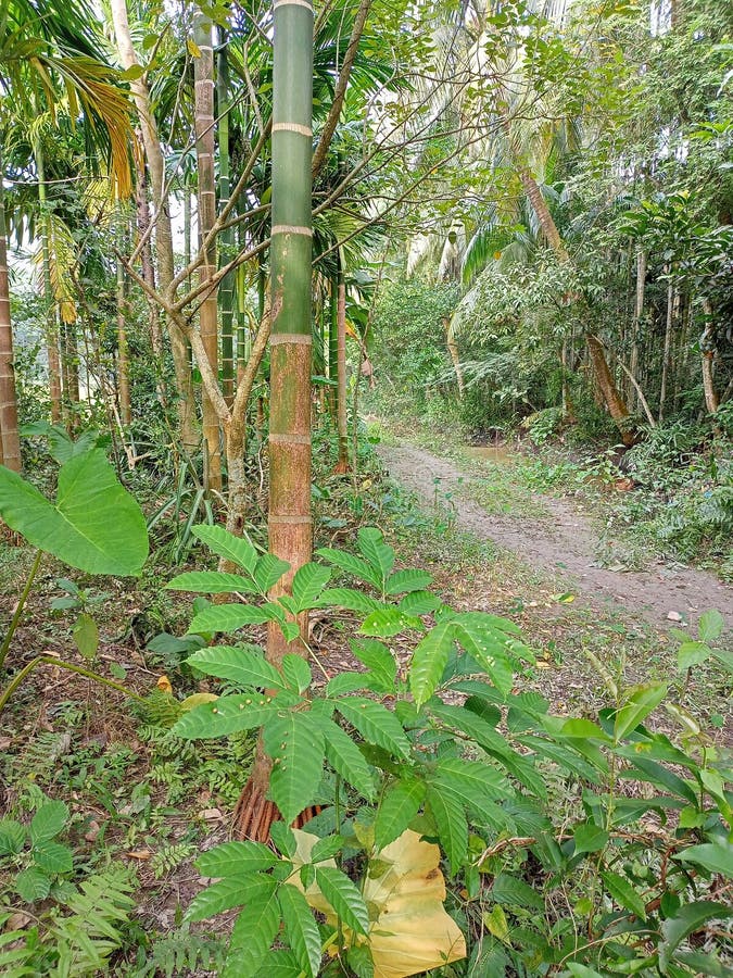 Betel tree in forest stock photo. Image of forest, deciduous - 236007966