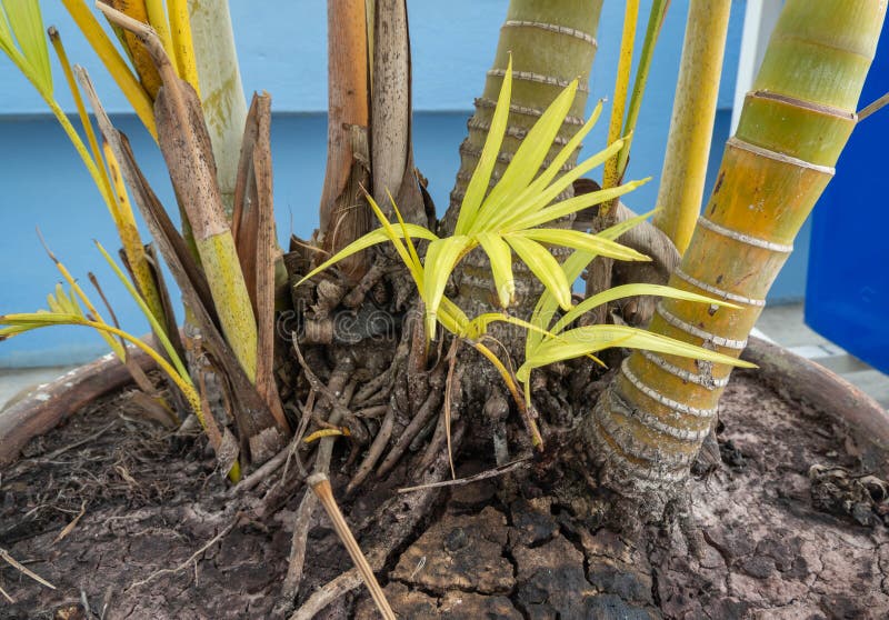 848 Jungle Tree Base Stock Photos - Free & Royalty-Free Stock Photos ...