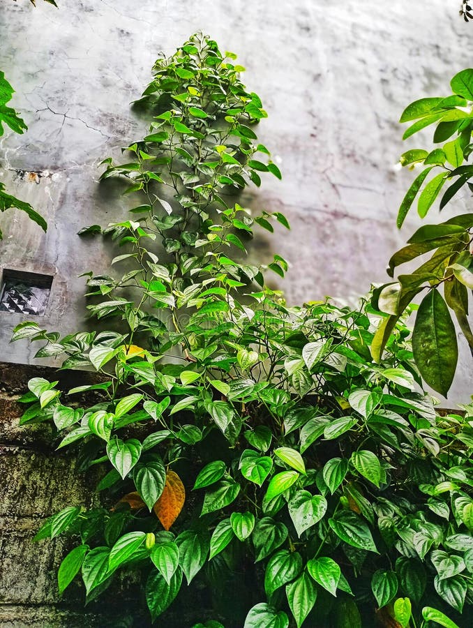 Betel Tree Type Climbing Plant Stock Photos - Free & Royalty-Free Stock ...
