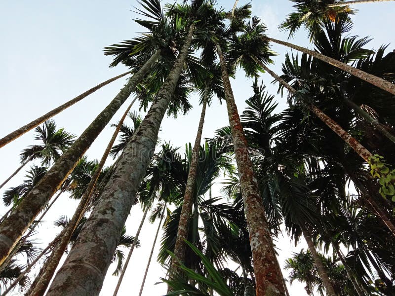 Betelnut Trees in Assam, India. Betelnut Farming in Village of North ...