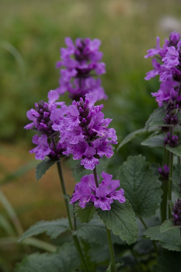 Betonica officinalis stock photo. Image of flora, clear - 95268956