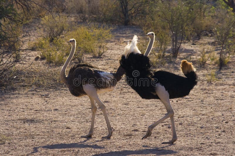 Betrachten Sie Mich Einfach Bitte Stockfoto - Bild von safari, nave ...