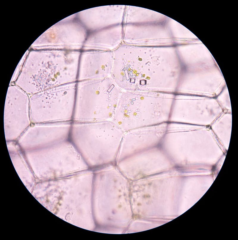Zellen Unter Mikroskop Stockfotos und Bilder - Laden Sie 1,891 ...